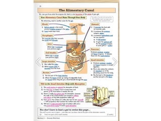 Human digestive system_structure and function.pptx