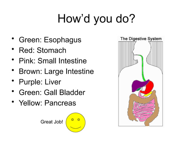 Human digestive system_structure and function.pptx
