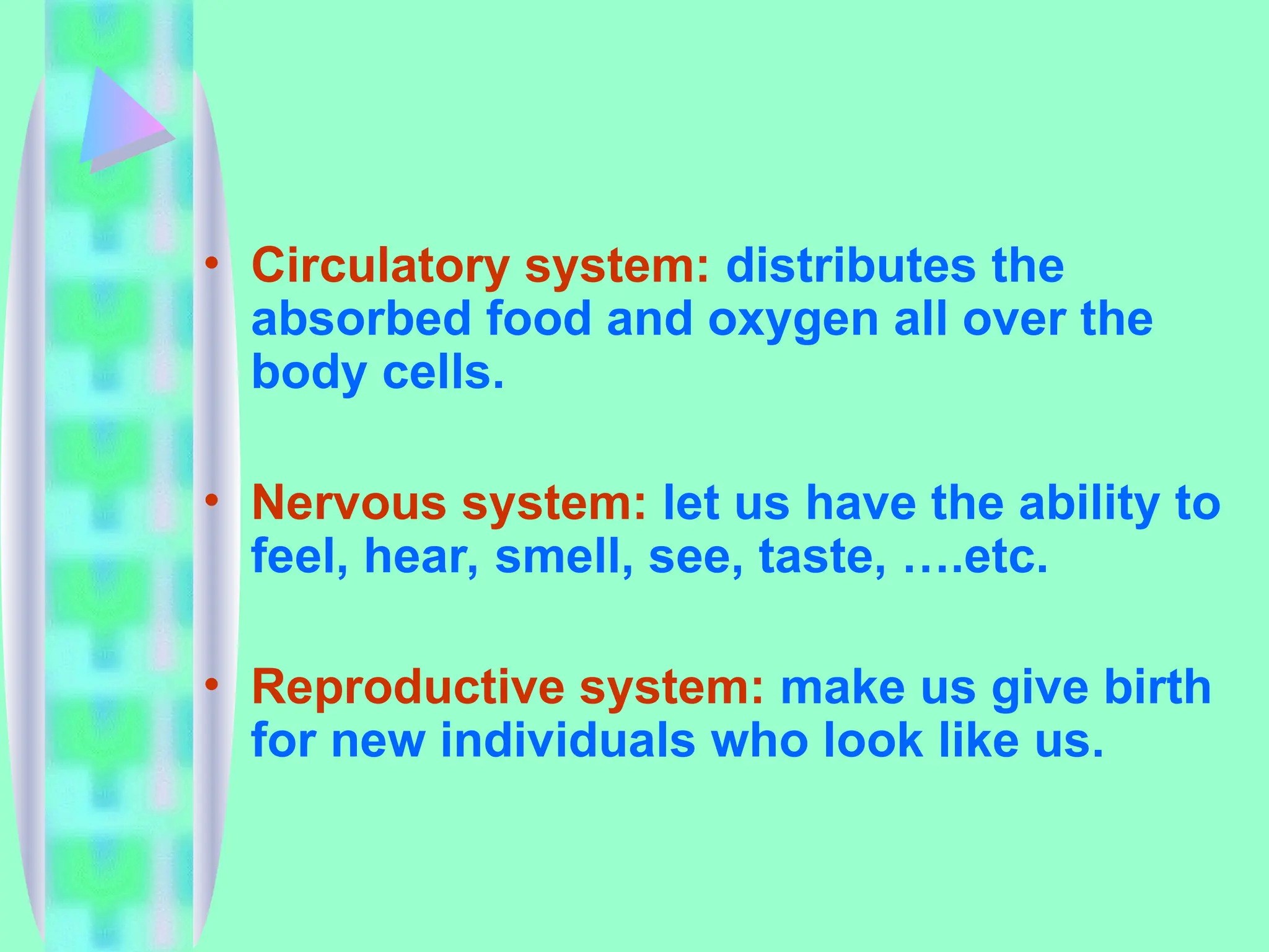 Human Digestive System structure and function.ppt
