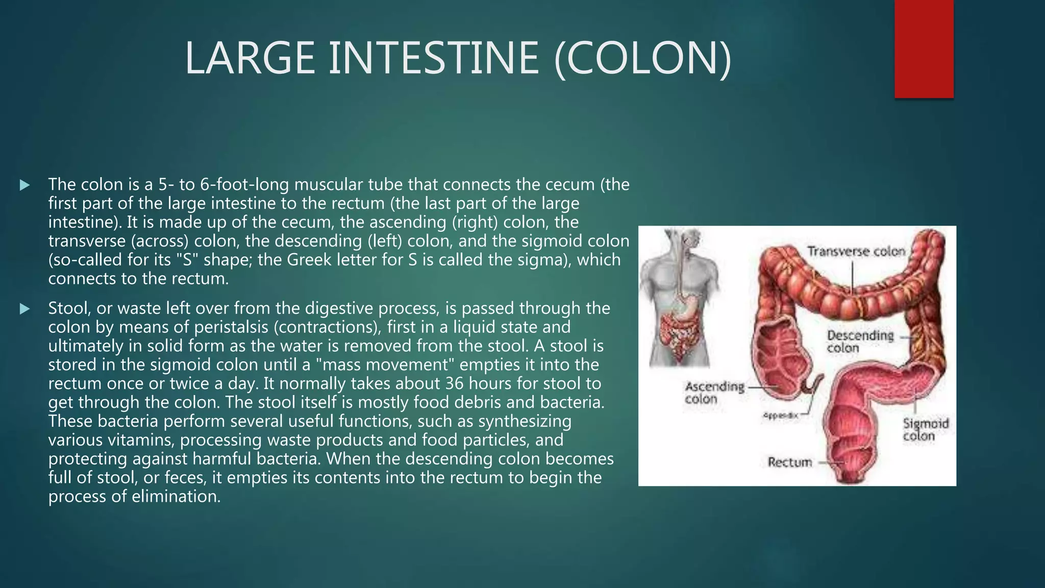 Human digestive system 1 | PPTX