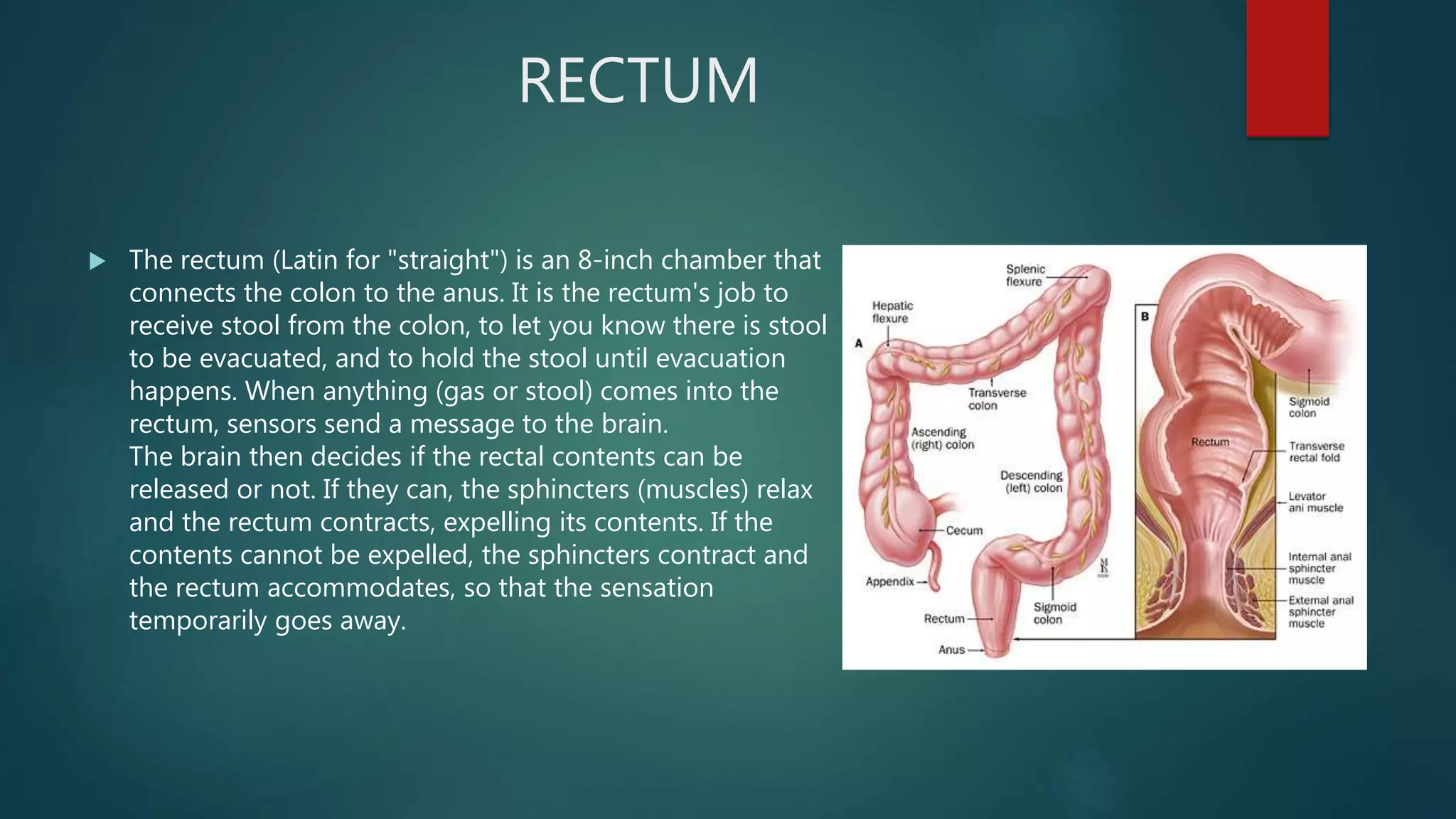 Human digestive system 1 | PPTX