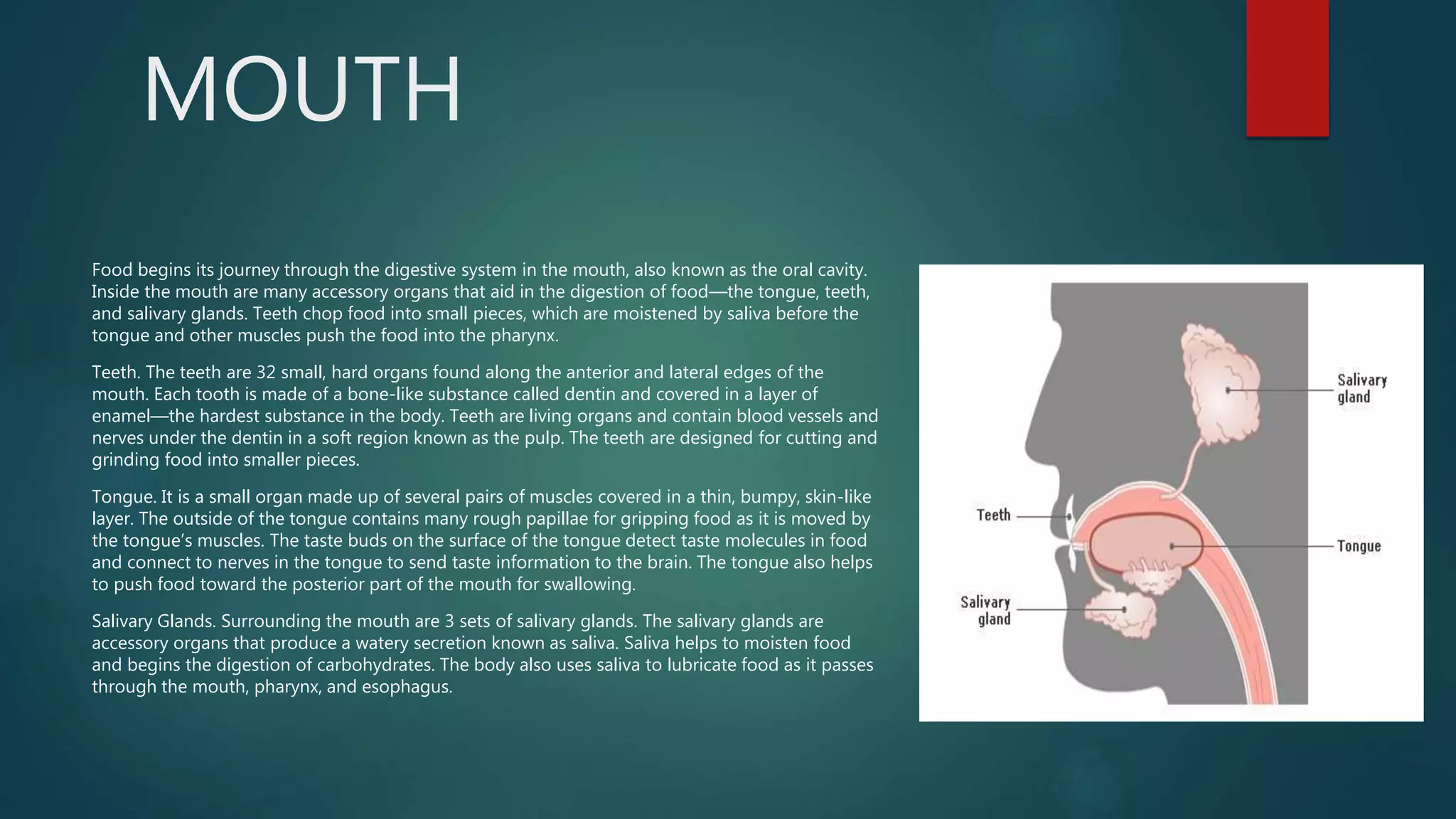 Human digestive system 1 | PPTX