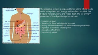 Human digestive system 1 | PPTX
