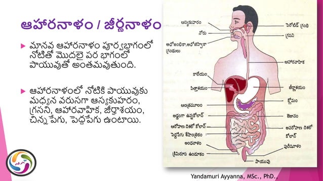 Human digestive system | PPT