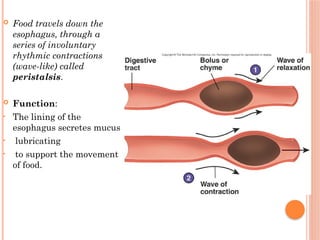 HUMAN DIGESTIVE SYSTEM BY MADAN MOHAN PANJA.pptx