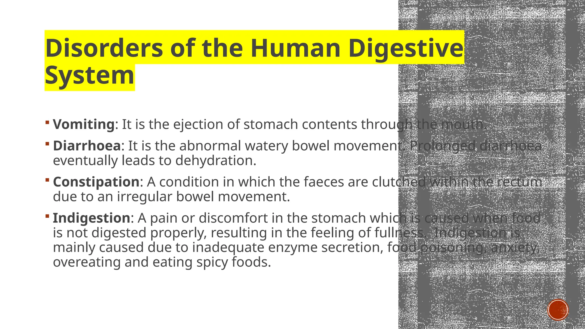 Human digestive system by yashikakalkandha.pptx