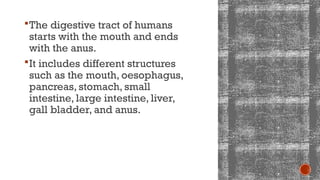 Human digestive system by yashikakalkandha.pptx