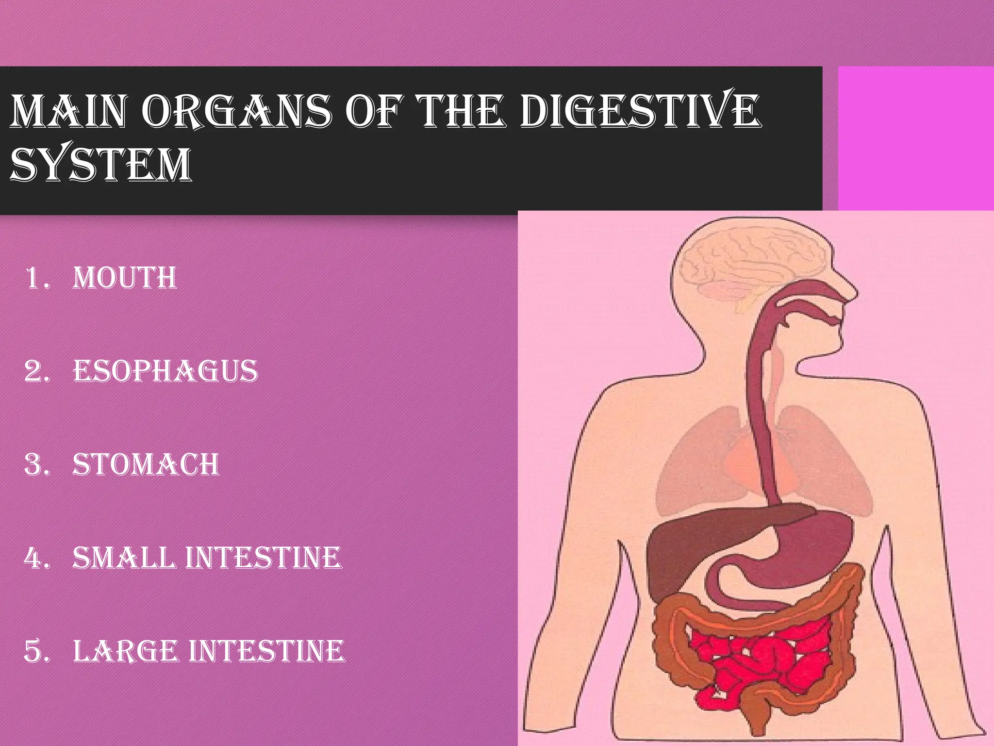 Human_Digestive_System_Grade4_Enhanced.pptx