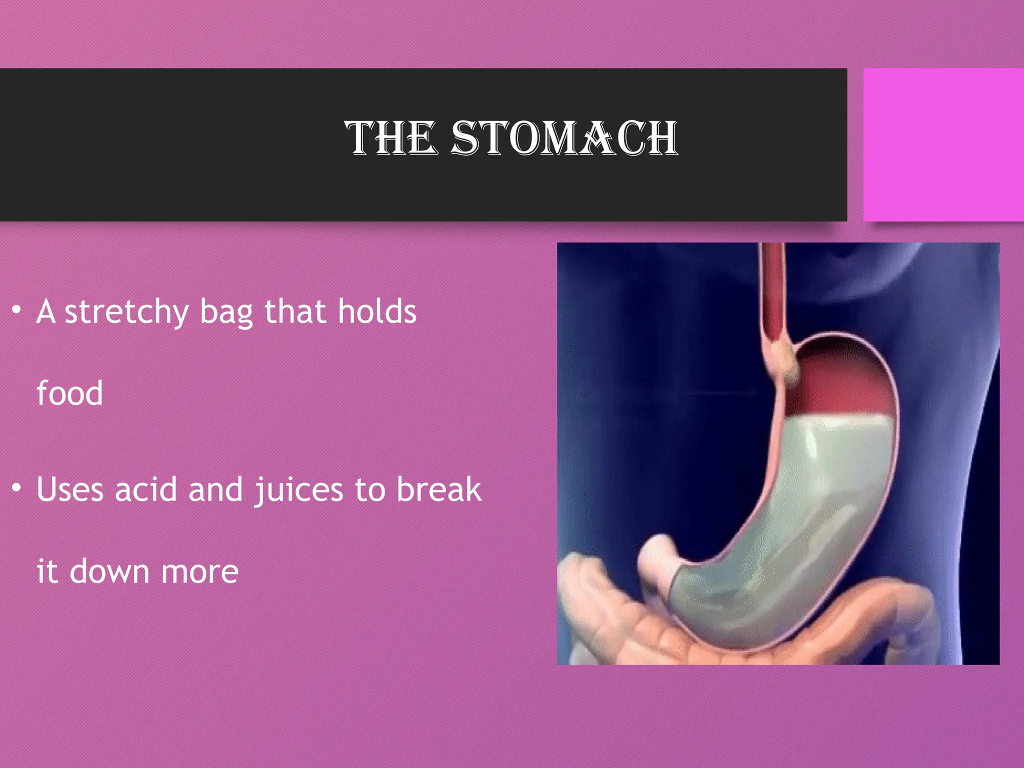 Human_Digestive_System_Grade4_Enhanced.pptx