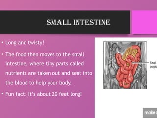 Human_Digestive_System_Grade4_Enhanced.pptx