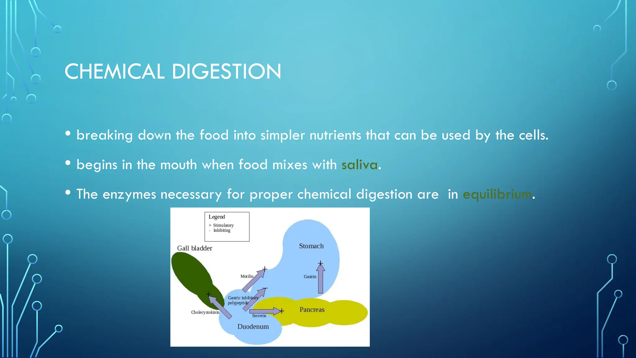 Biology: Human Digestive System ppt.pptx