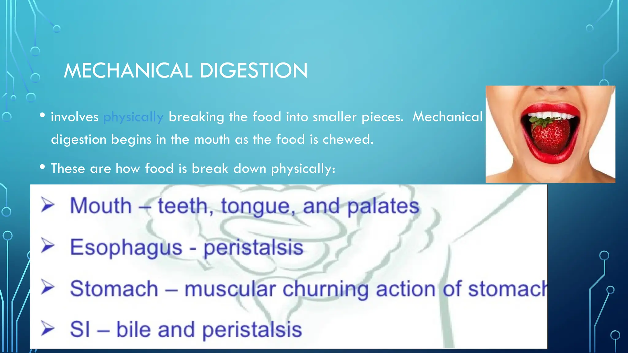 Biology: Human Digestive System ppt.pptx