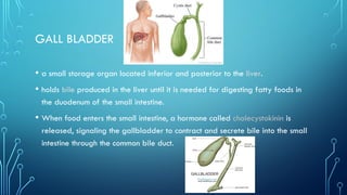 Biology: Human Digestive System ppt.pptx