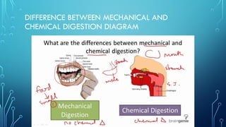 Biology: Human Digestive System ppt.pptx