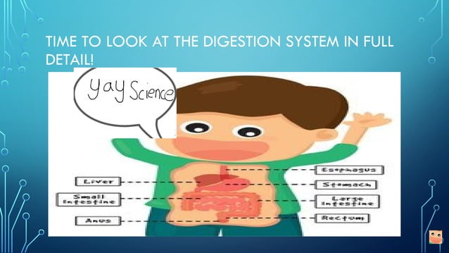 Biology: Human Digestive System ppt.pptx