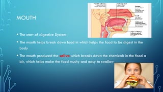 Biology: Human Digestive System ppt.pptx