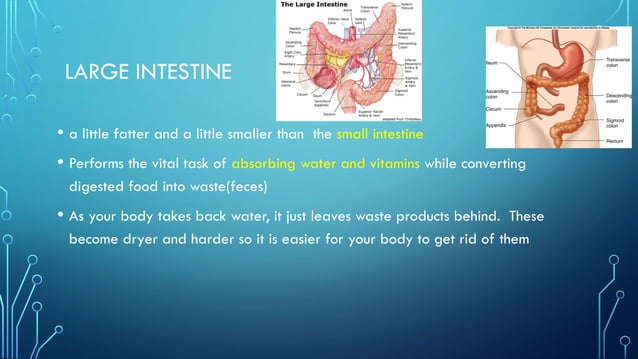 Biology: Human Digestive System ppt.pptx