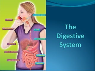 human_digestive_system_ppt.ppt9thgradebiology | PPT