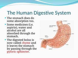 human_digestive_system_ppt.ppt9thgradebiology | PPT