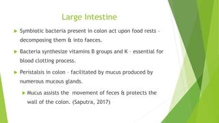 Human digestive system presentation | PPTX