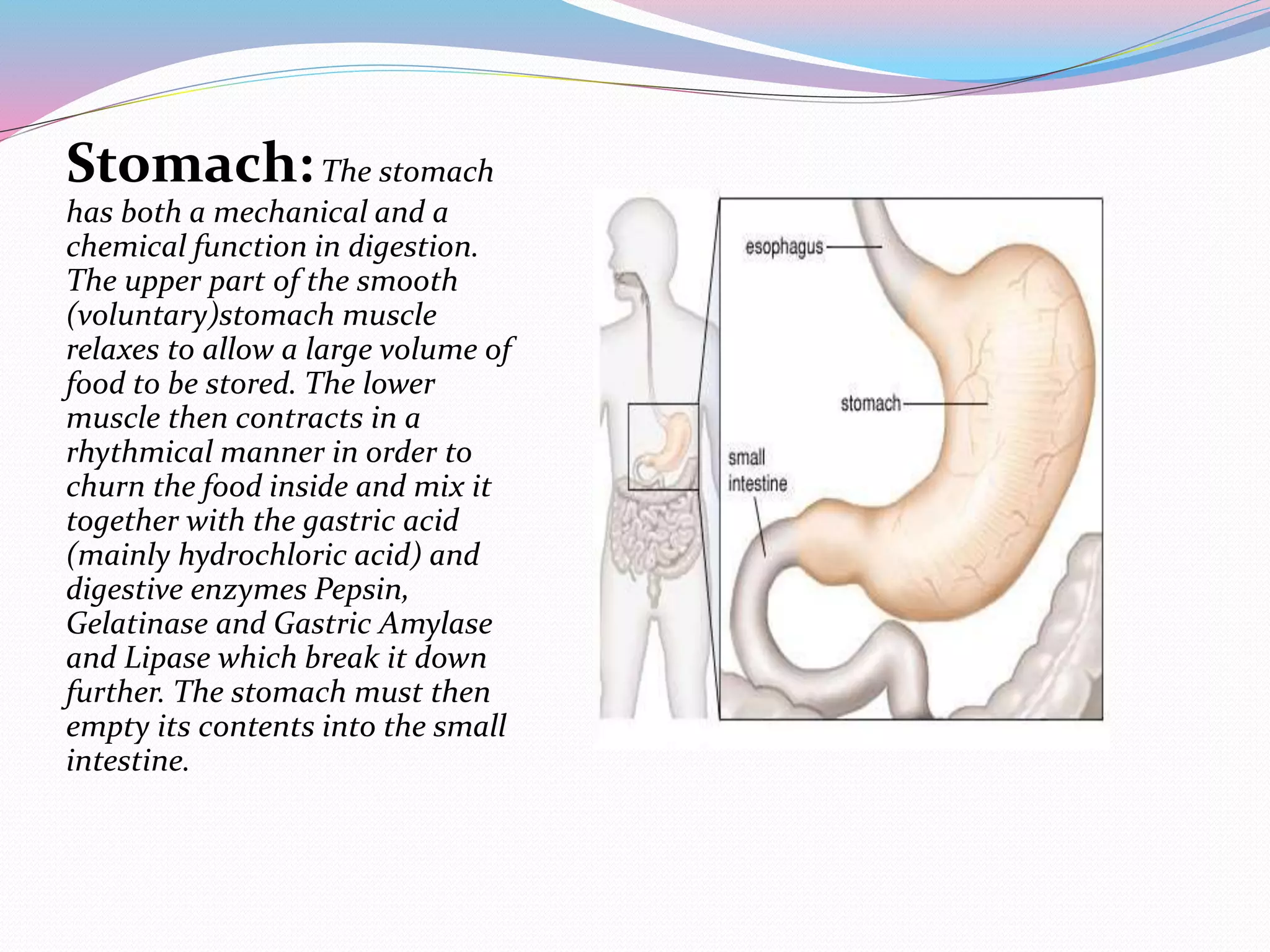 Human digestive system | PPTX