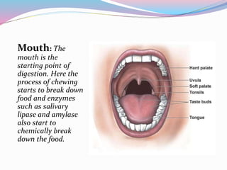 Human digestive system | PPTX