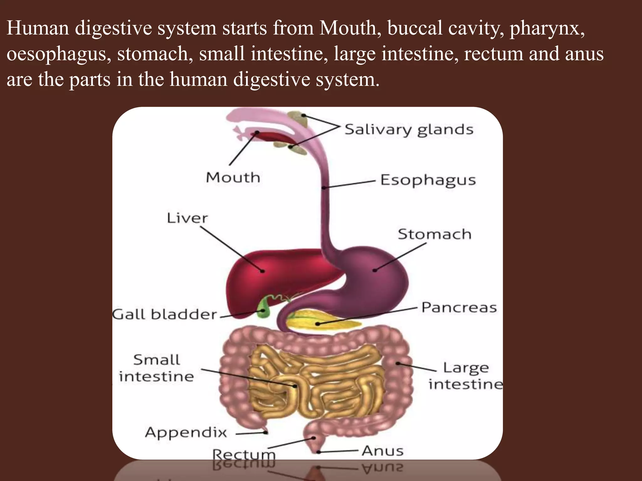 HUMAN DIGESTIVE SYSTEM | PPTX