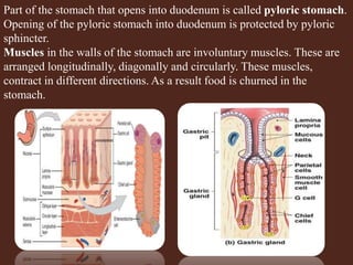 HUMAN DIGESTIVE SYSTEM | PPT