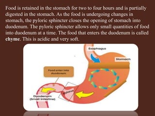 HUMAN DIGESTIVE SYSTEM | PPTX