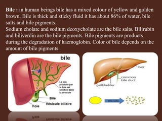 HUMAN DIGESTIVE SYSTEM | PPT