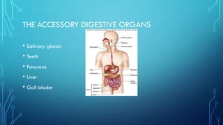 Human digestive sytem | PPTX