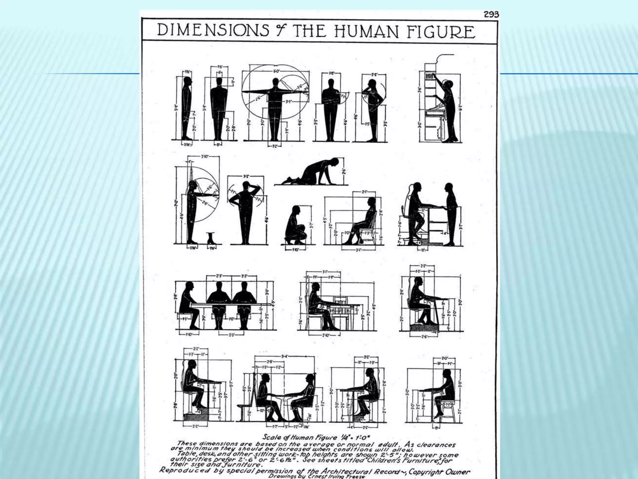 Human dimension | PPTX