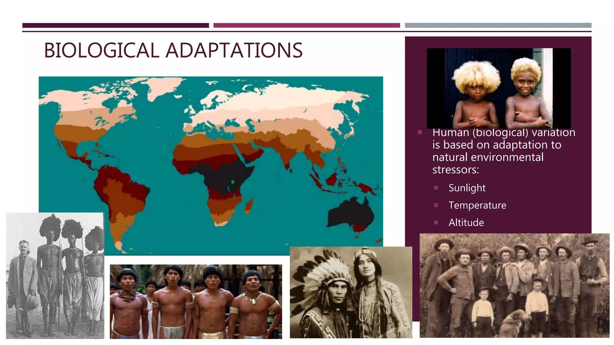 Modern Human Diversity & Adaptation to a Changing World | PPTX