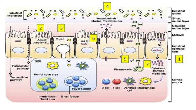 Human microbiome in health and disease | PPT