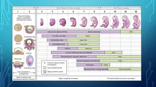 Human dysmorphism introduction | PPTX