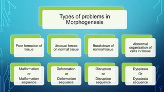 Human dysmorphism introduction | PPTX
