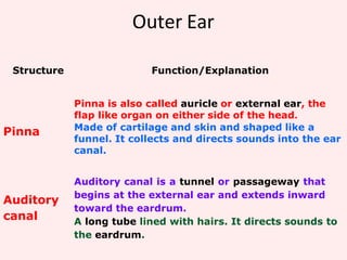 Human ear | PPTX