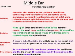 Human ear | PPTX