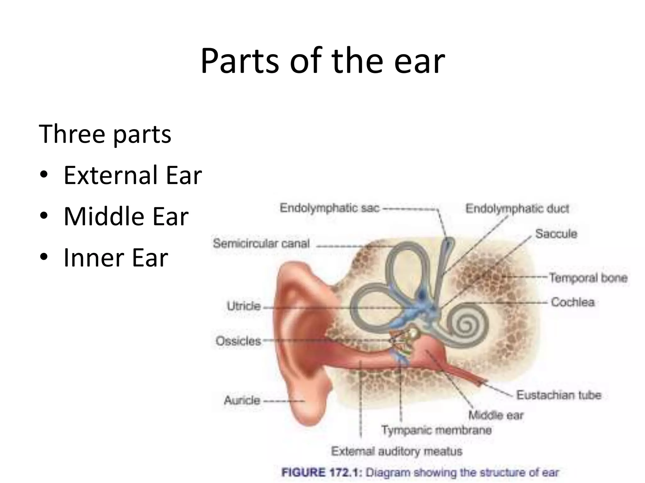 Human Ear.pptx