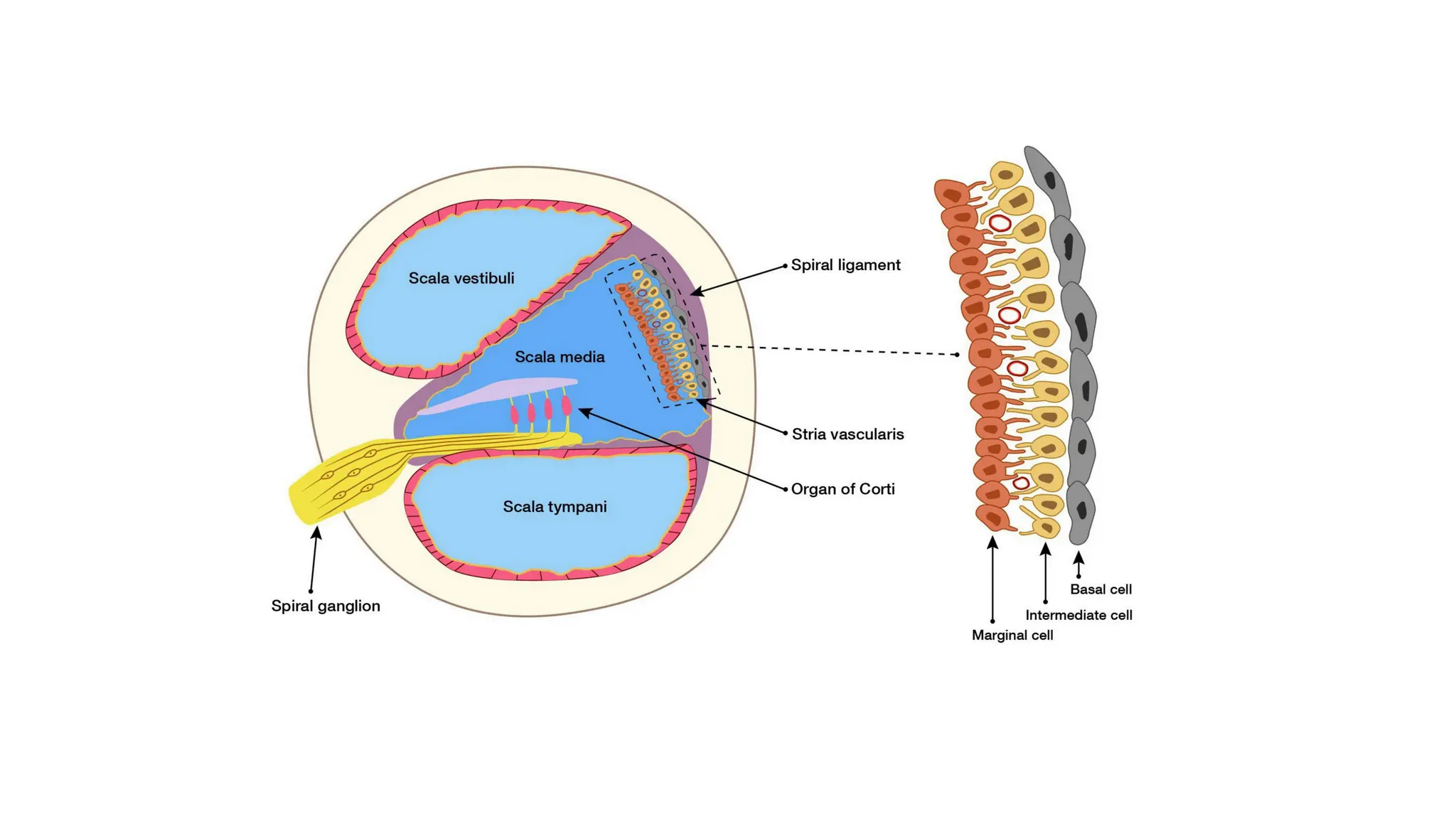 HUMAN EAR. THE EAR PERFORMS THE FUNCTIONS OF HEARING AND EQUILIBRIUM.pptx