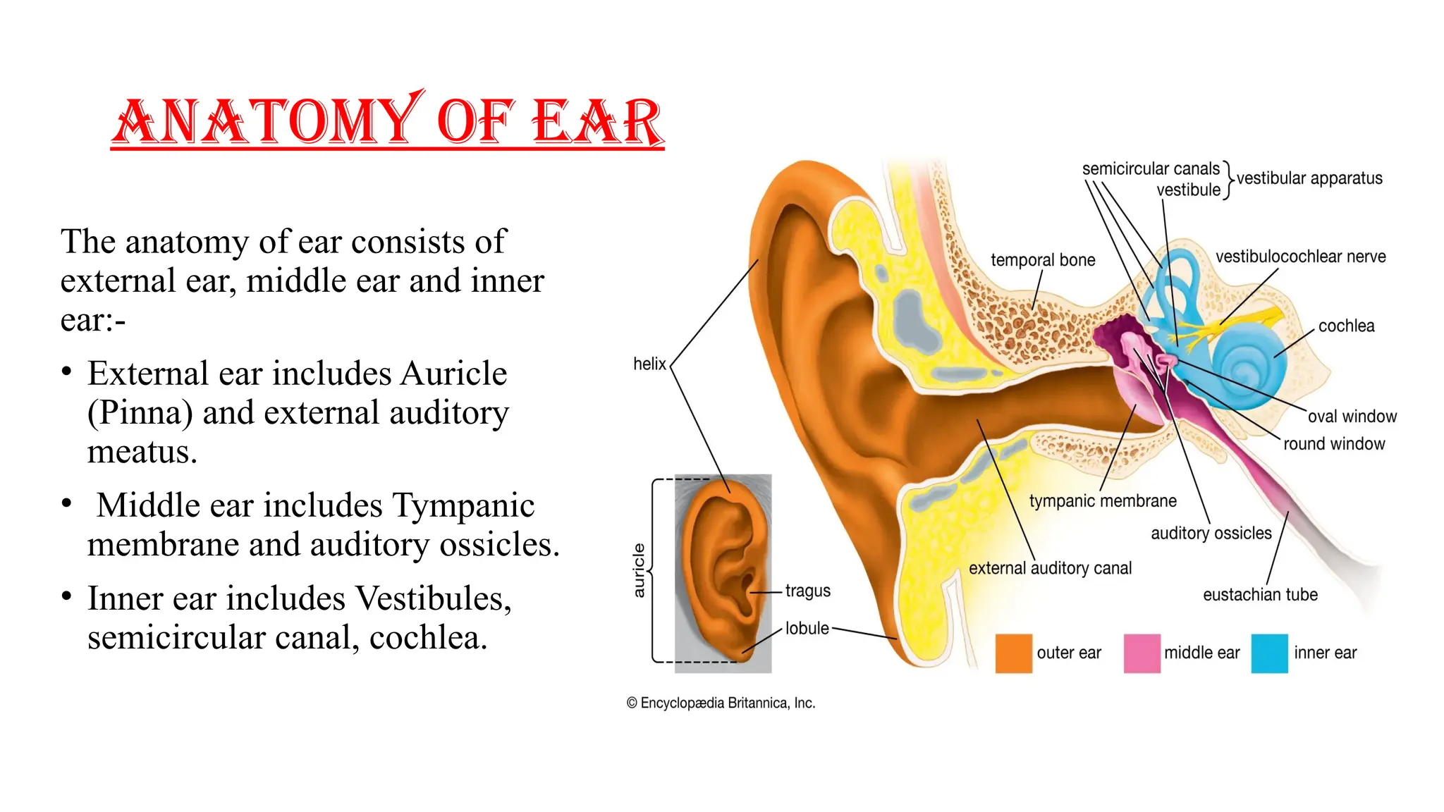 HUMAN EAR. THE EAR PERFORMS THE FUNCTIONS OF HEARING AND EQUILIBRIUM.pptx