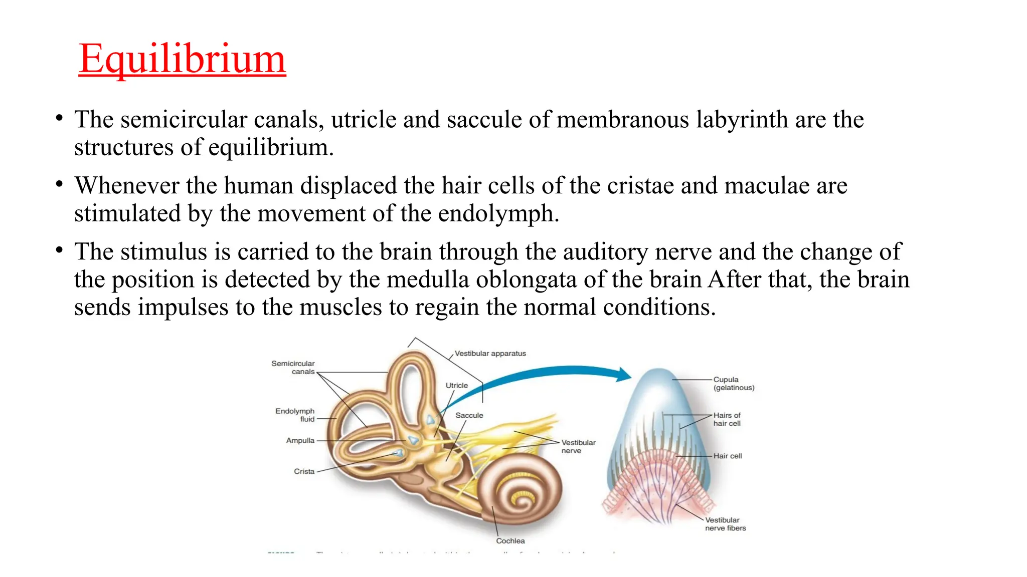 HUMAN EAR. THE EAR PERFORMS THE FUNCTIONS OF HEARING AND EQUILIBRIUM.pptx