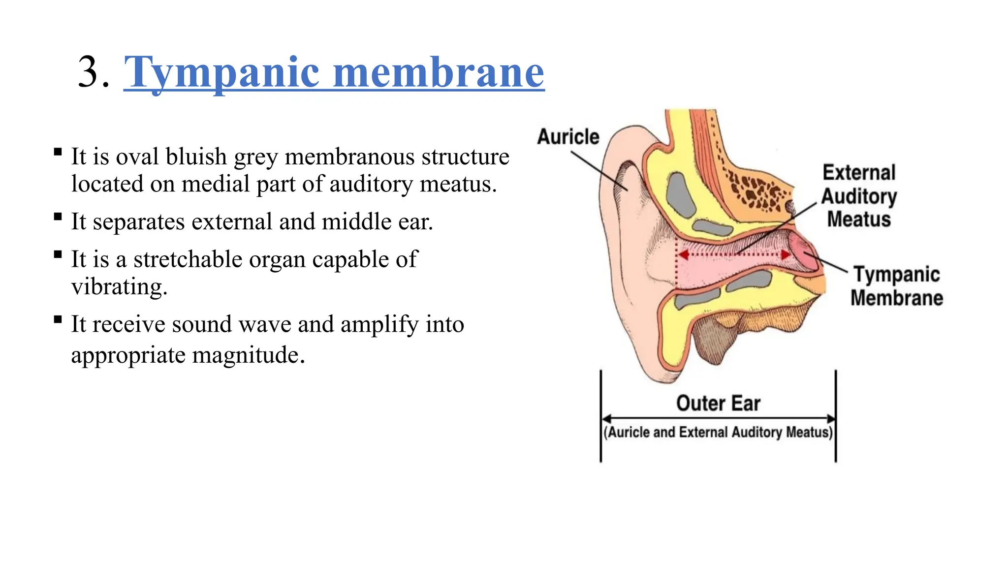 HUMAN EAR. THE EAR PERFORMS THE FUNCTIONS OF HEARING AND EQUILIBRIUM.pptx