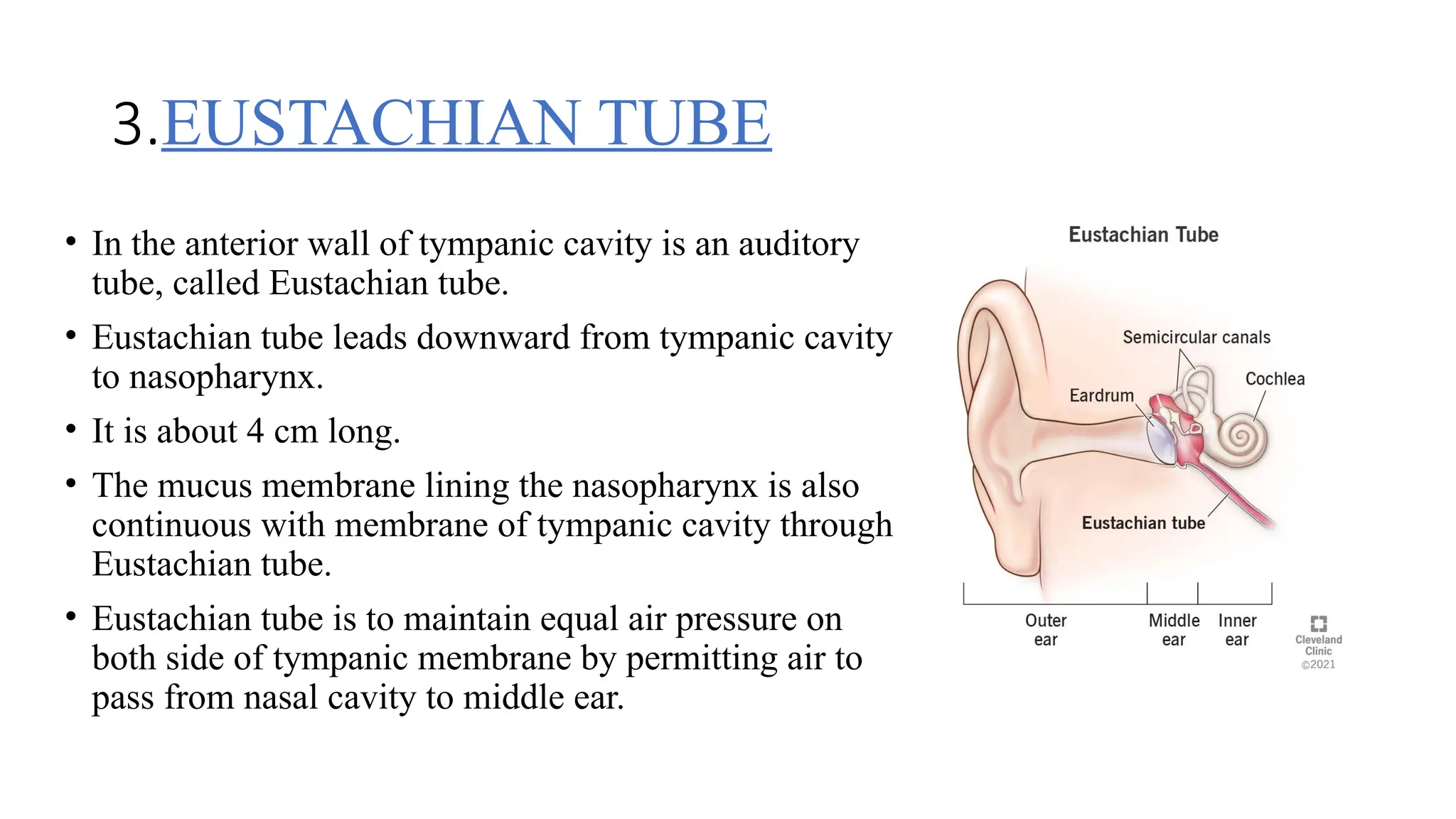 HUMAN EAR. THE EAR PERFORMS THE FUNCTIONS OF HEARING AND EQUILIBRIUM.pptx