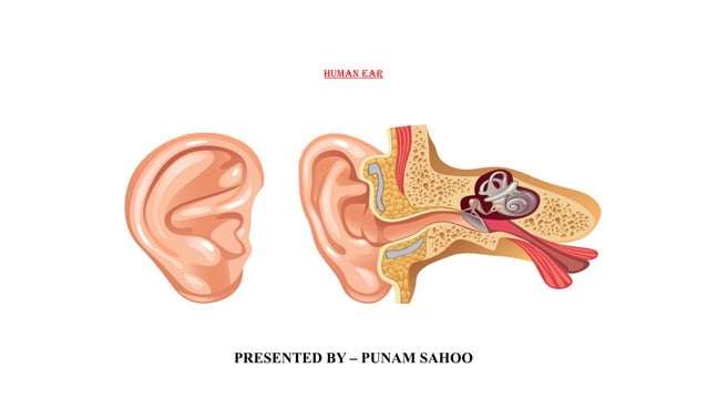 HUMAN EAR. THE EAR PERFORMS THE FUNCTIONS OF HEARING AND EQUILIBRIUM.pptx