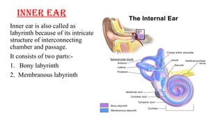 HUMAN EAR. THE EAR PERFORMS THE FUNCTIONS OF HEARING AND EQUILIBRIUM.pptx