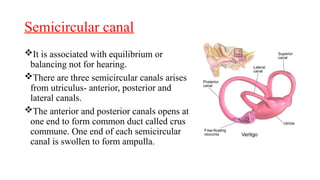 HUMAN EAR. THE EAR PERFORMS THE FUNCTIONS OF HEARING AND EQUILIBRIUM.pptx