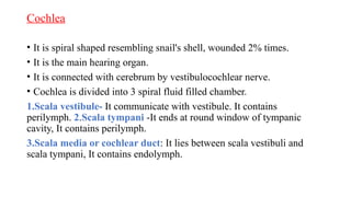 HUMAN EAR. THE EAR PERFORMS THE FUNCTIONS OF HEARING AND EQUILIBRIUM.pptx