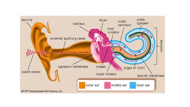 HUMAN EAR. THE EAR PERFORMS THE FUNCTIONS OF HEARING AND EQUILIBRIUM.pptx