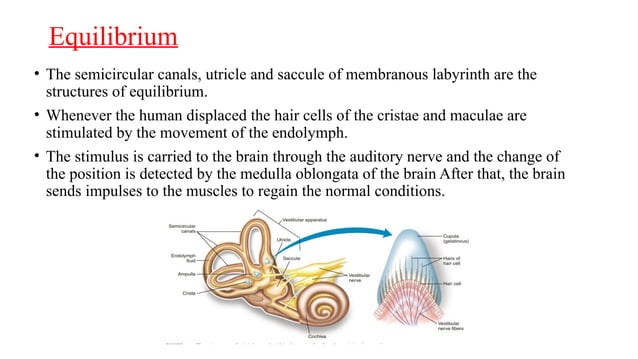 HUMAN EAR. THE EAR PERFORMS THE FUNCTIONS OF HEARING AND EQUILIBRIUM.pptx